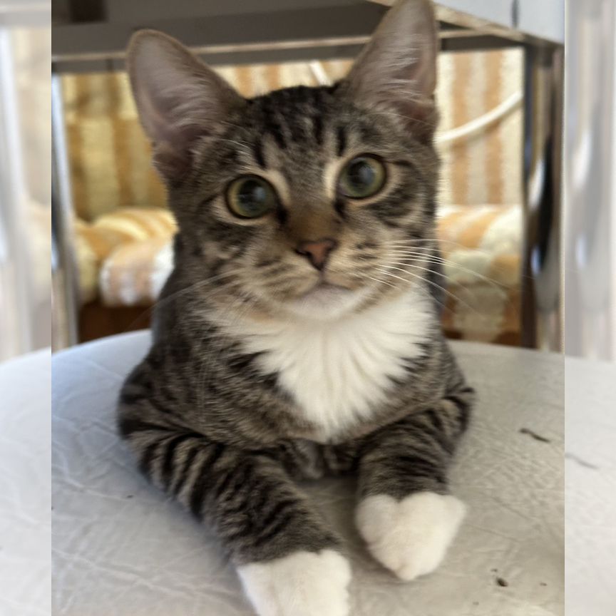 Котёнок в добрые руки