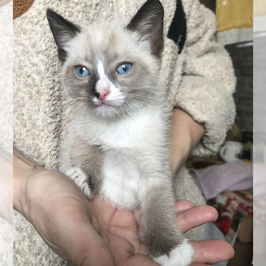 Котёнок в добрые руки