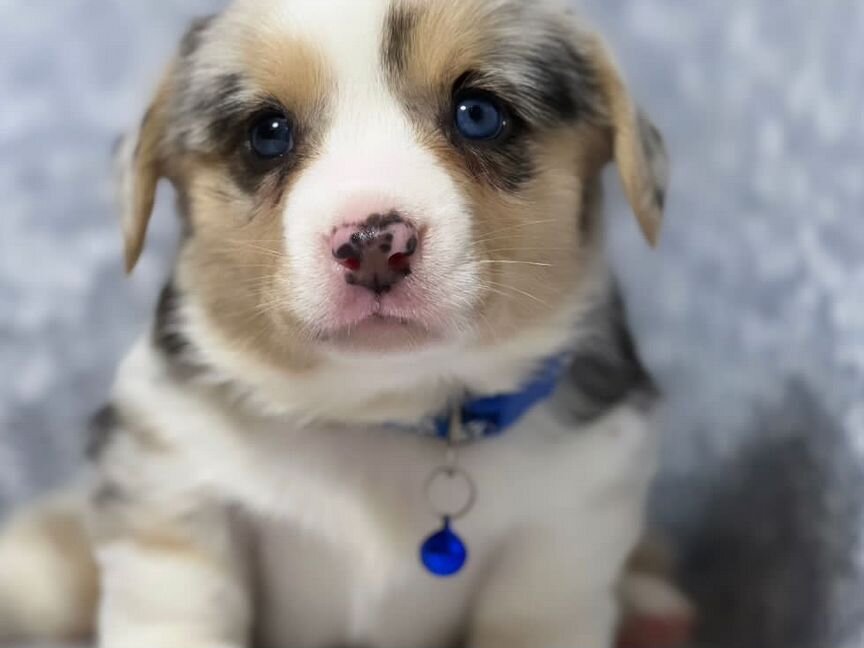 Мраморный корги