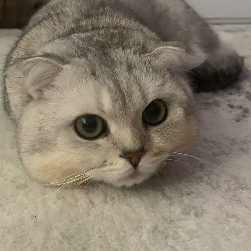 Кот вязка шиншилла