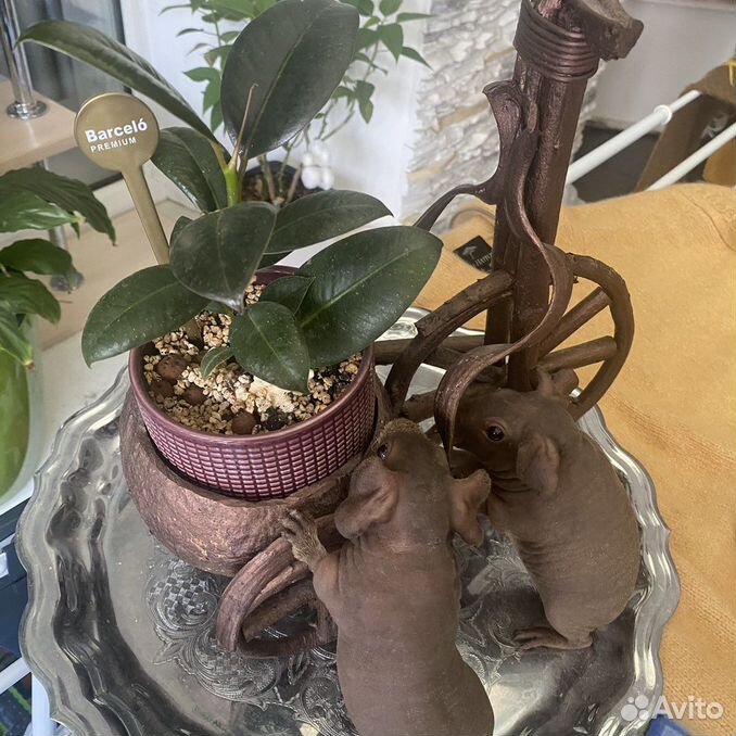 Морская свинка скинни