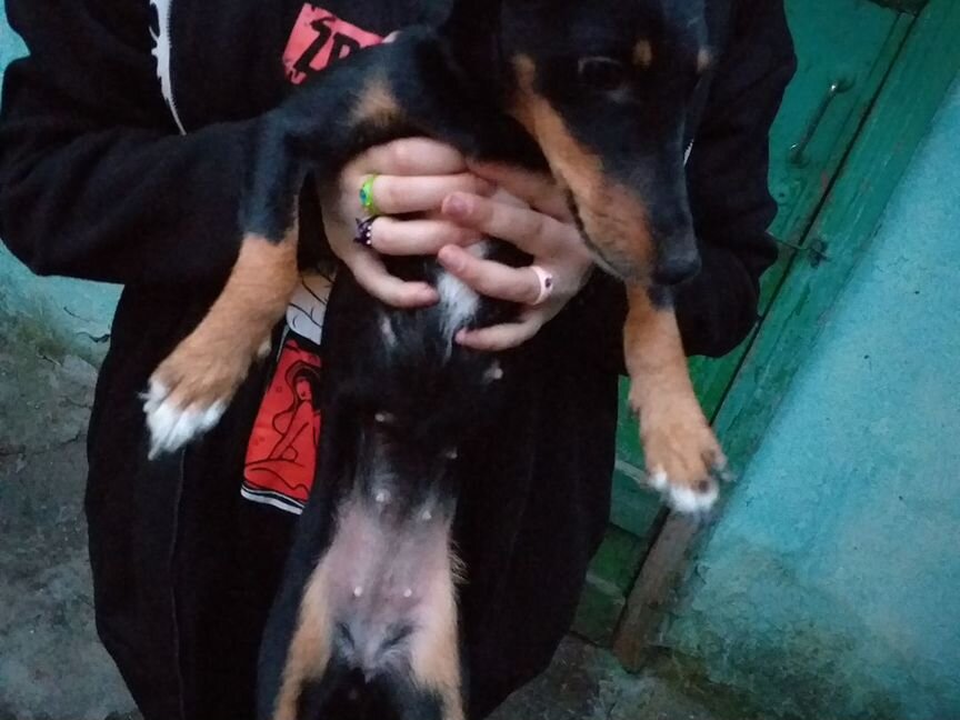 Найдена маленькая собака