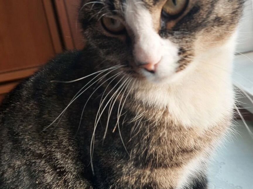 Кошку бросили в подьезде