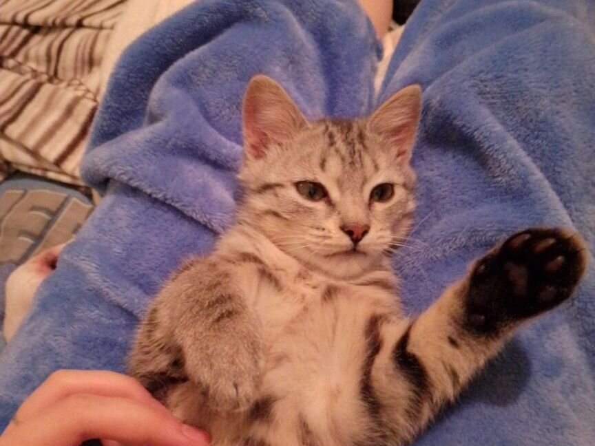 Котёнок помесь шотландца