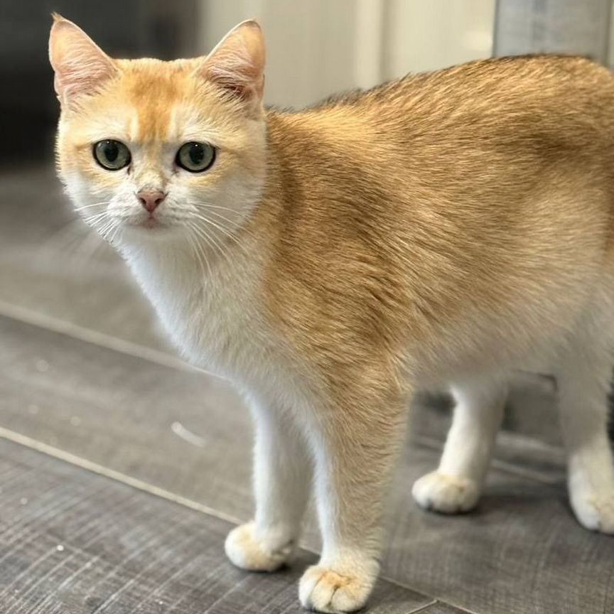 Британская короткошёрстная, взрослая кошка