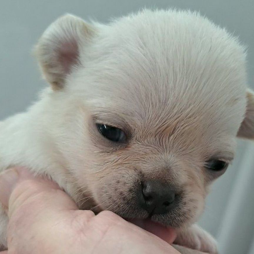 Чихуахуа, щенок