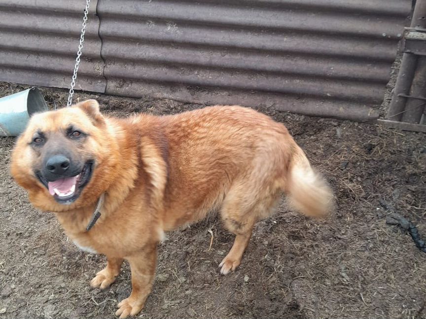 Собака пастух