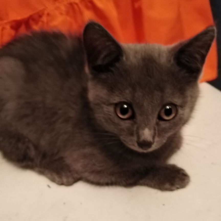 Котята русская голубая