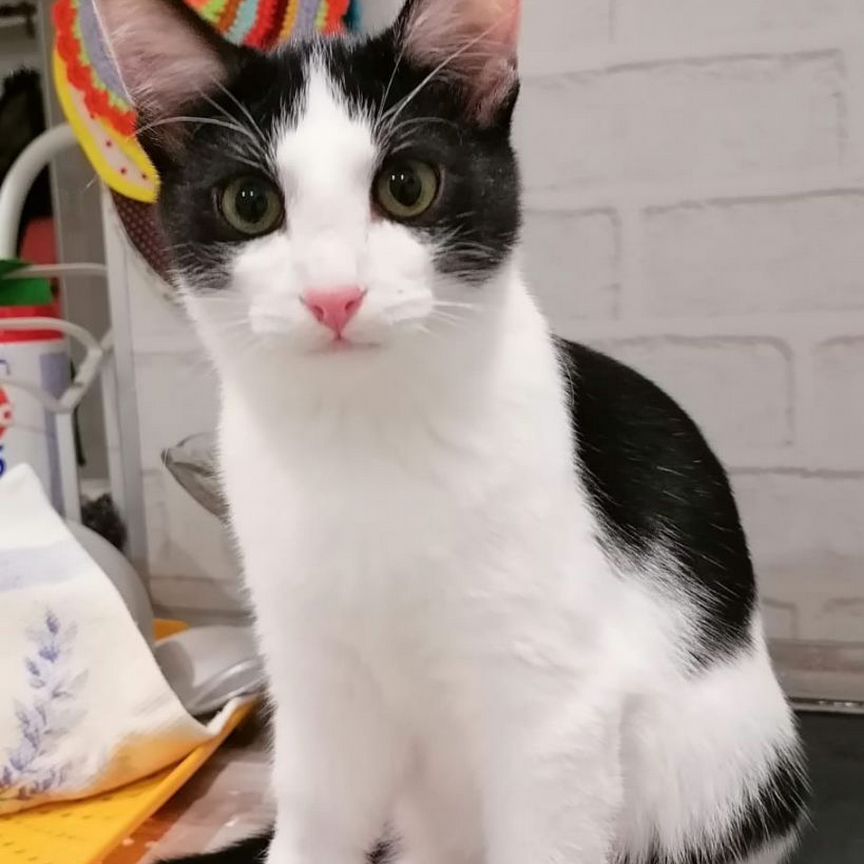 Ласковый котик в добрые руки