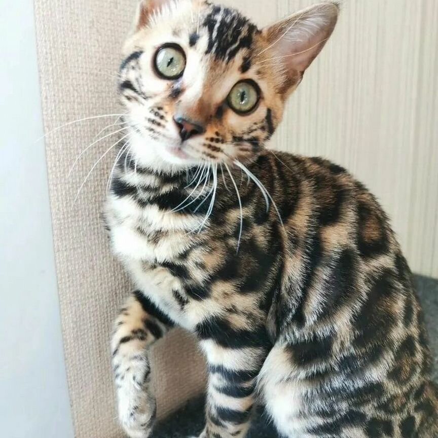 Пятнистые котята бенги