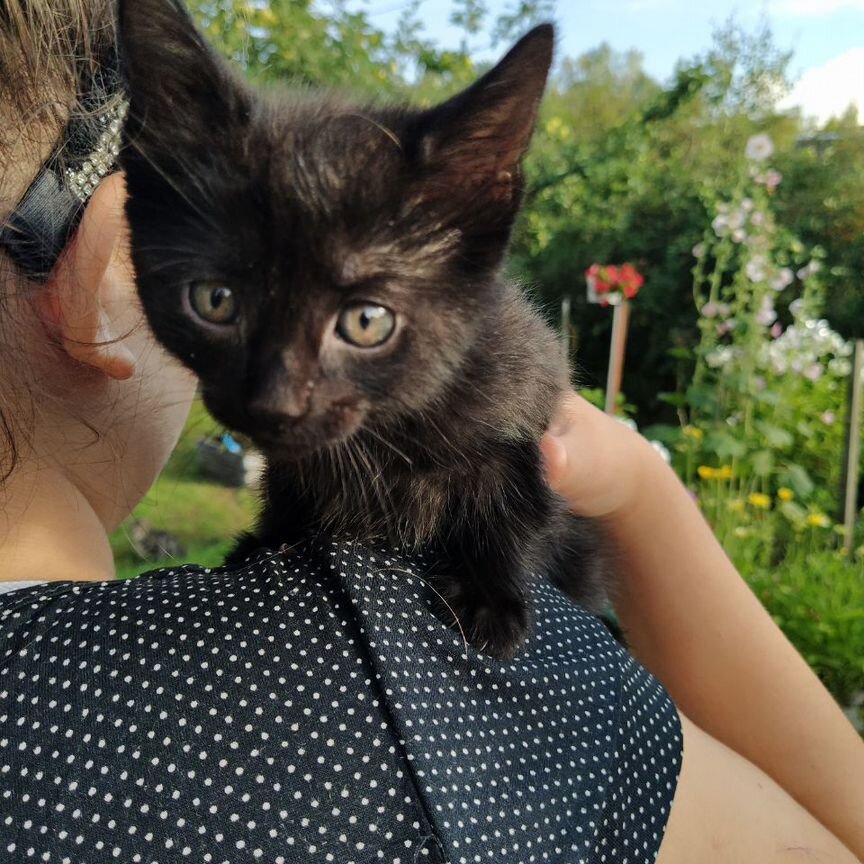 Котëнок мальчик в хорошие руки