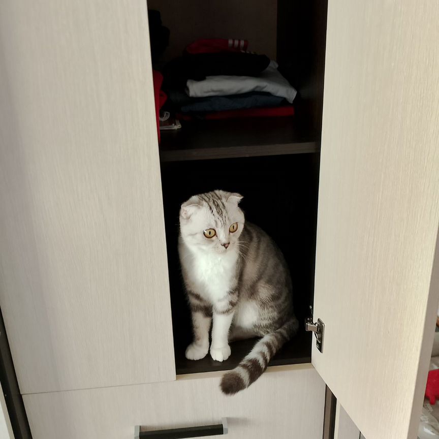 Продам кошку