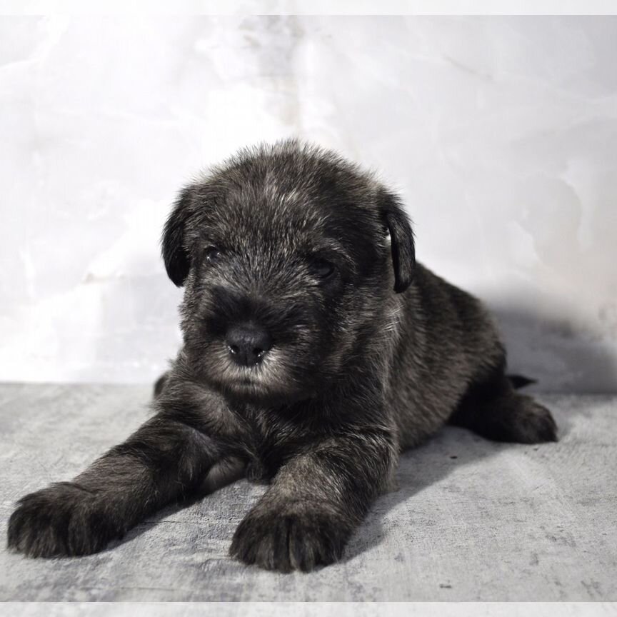 Миттельшнауцер, щенок