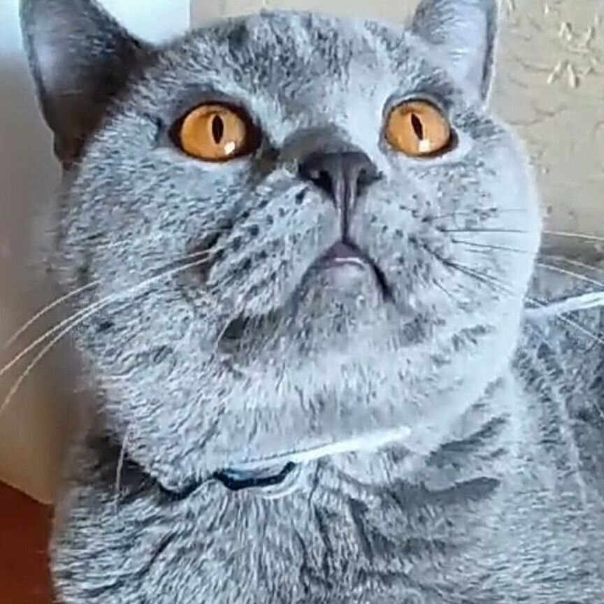 Британский кот