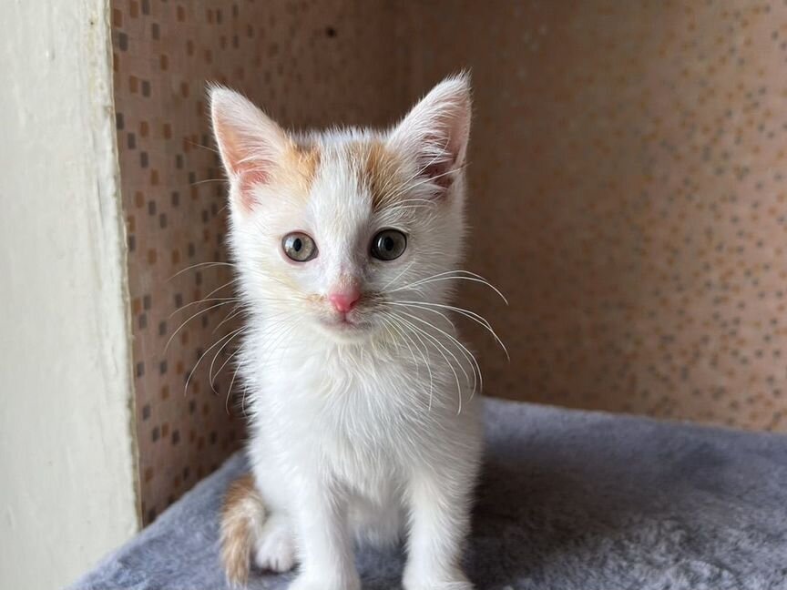 Котенок- мальчик в добрые руки