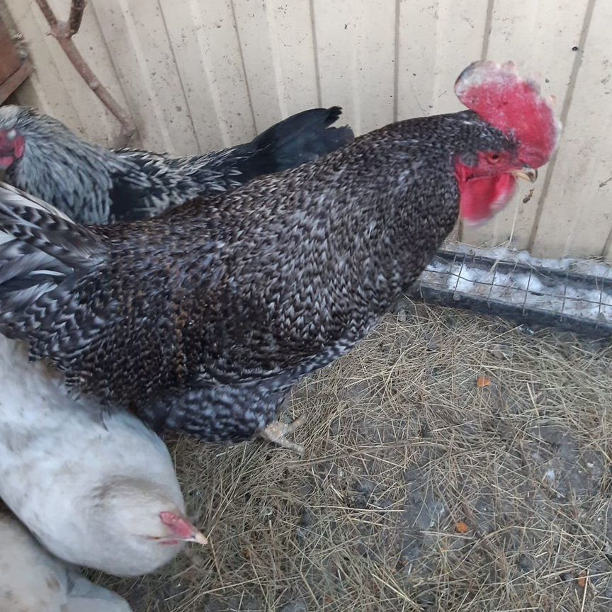 Куры петухи