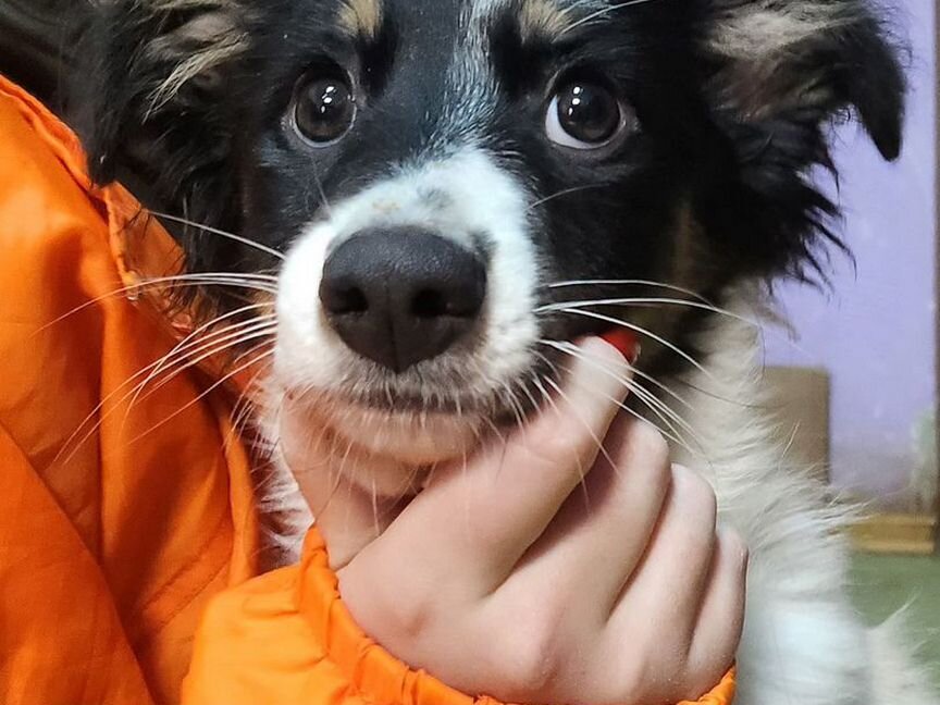 Щенуля Пенни ждет семью