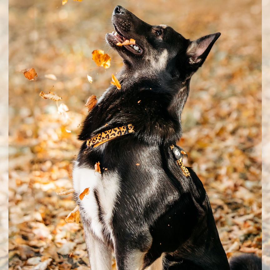 Собака в добрые руки отдам бесплатно