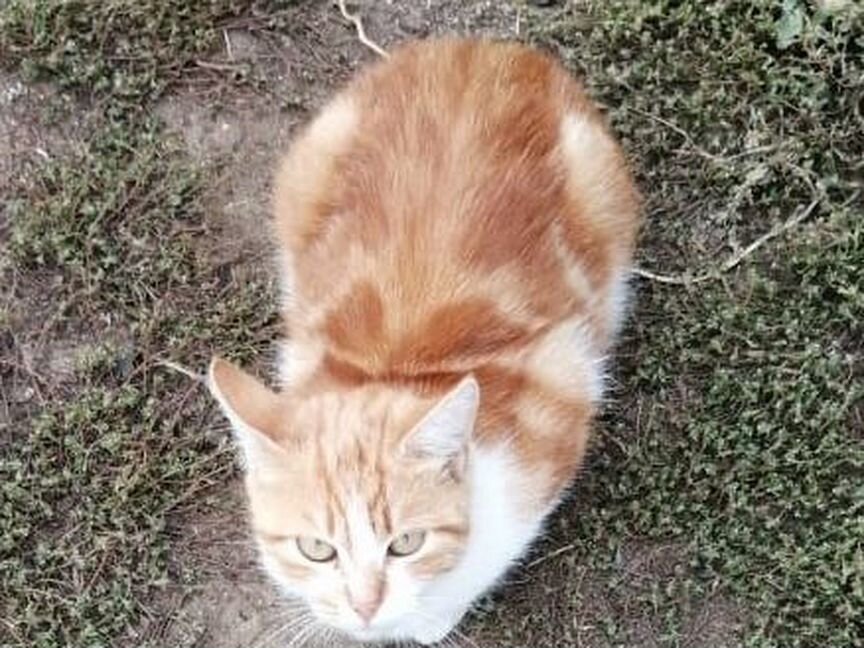 Кошка красоточка рыжулька