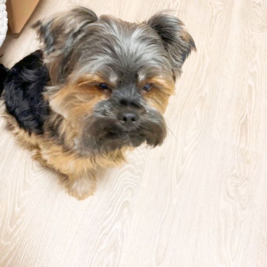 Йоркширский терьер