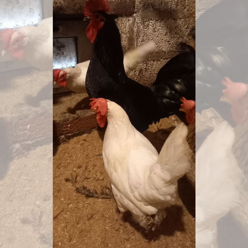 Петух Леггорн