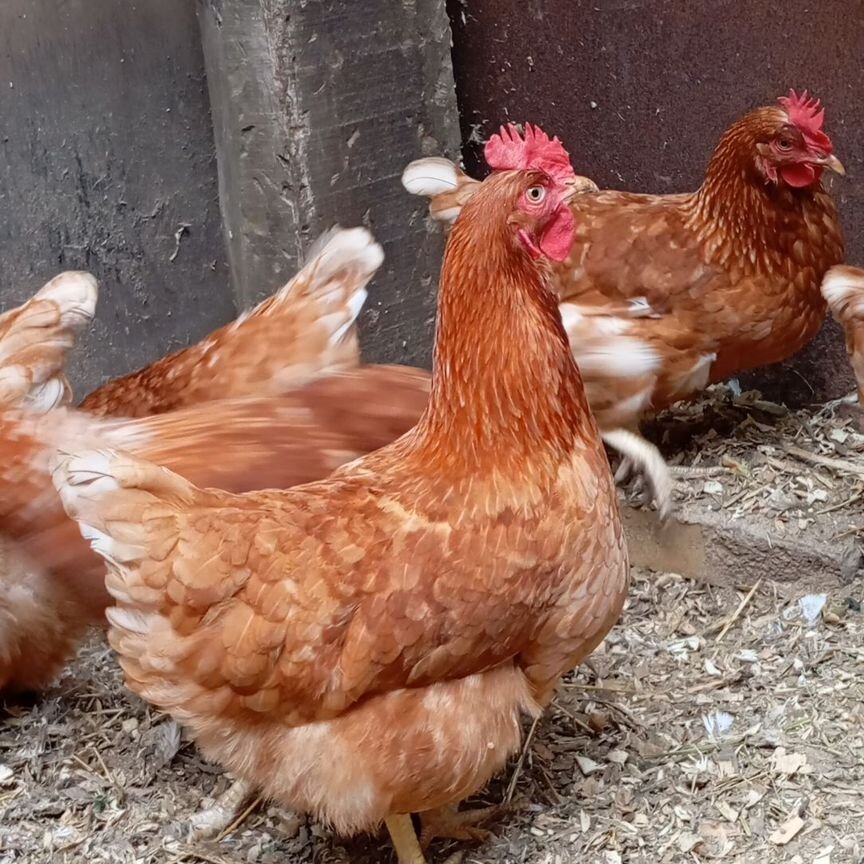 Куры молодки несушки Родонит