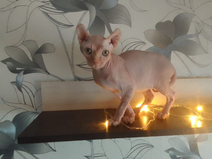 Канадский сфинкс эльф