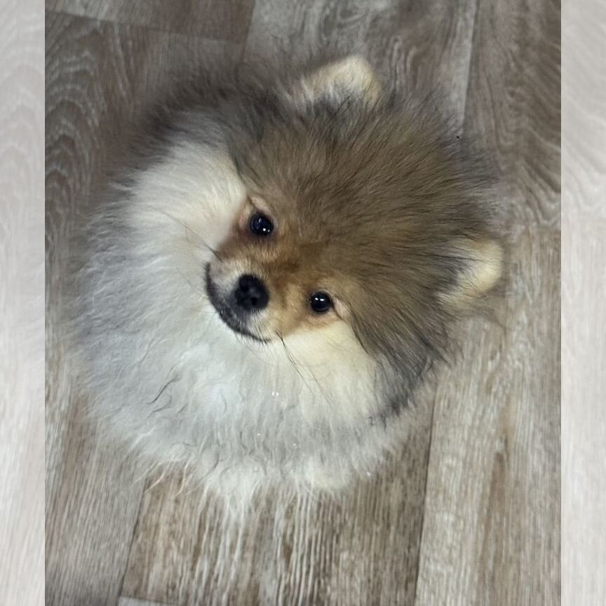 Померанский шпиц, щенок