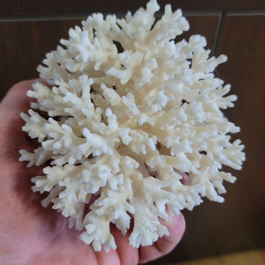 Коралл натуральный