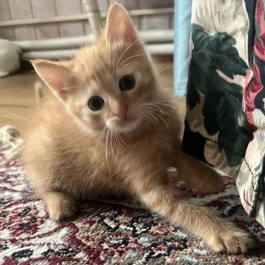 Отдам котят в добрые руки