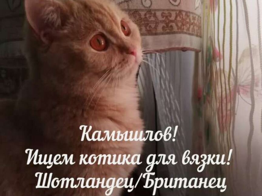 Ищем котика для вязки скотиш