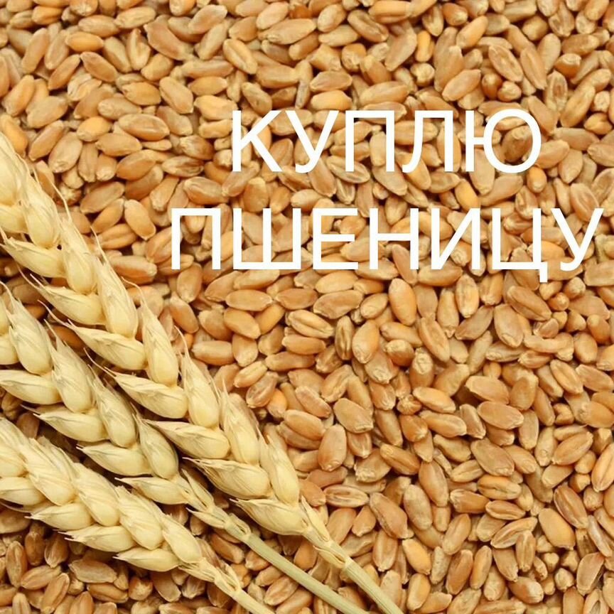Пшеница мягкая