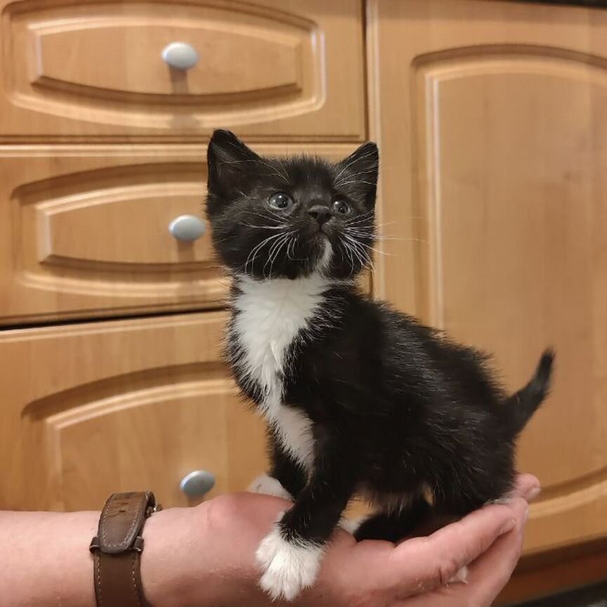 Котенок в добрые руки 1 р