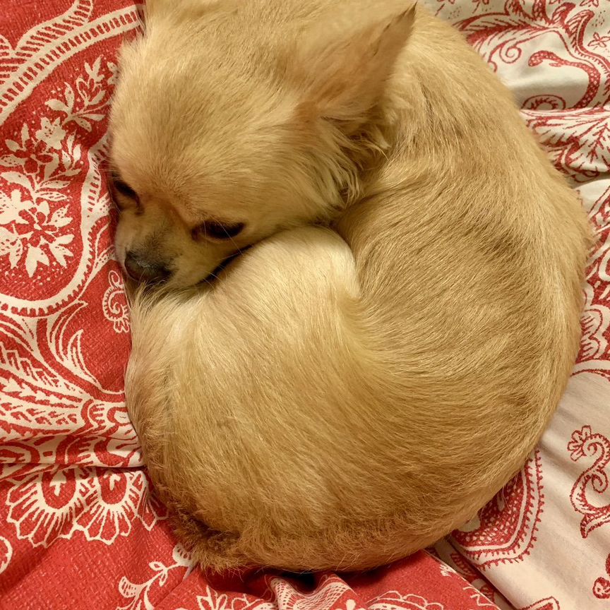 Чихуахуа 6 лет