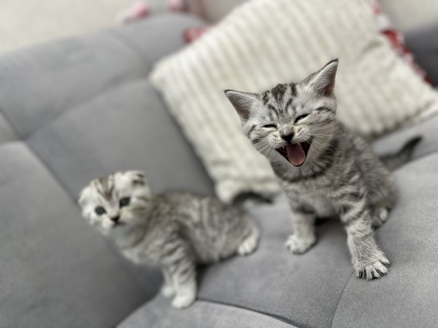 Шотландские котята