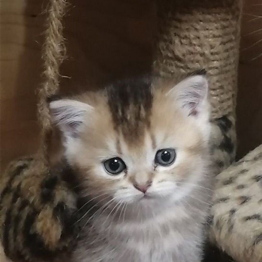 Британские котята