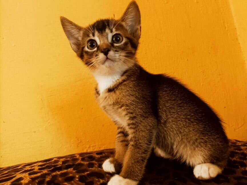 Много котят от абиссинского кота