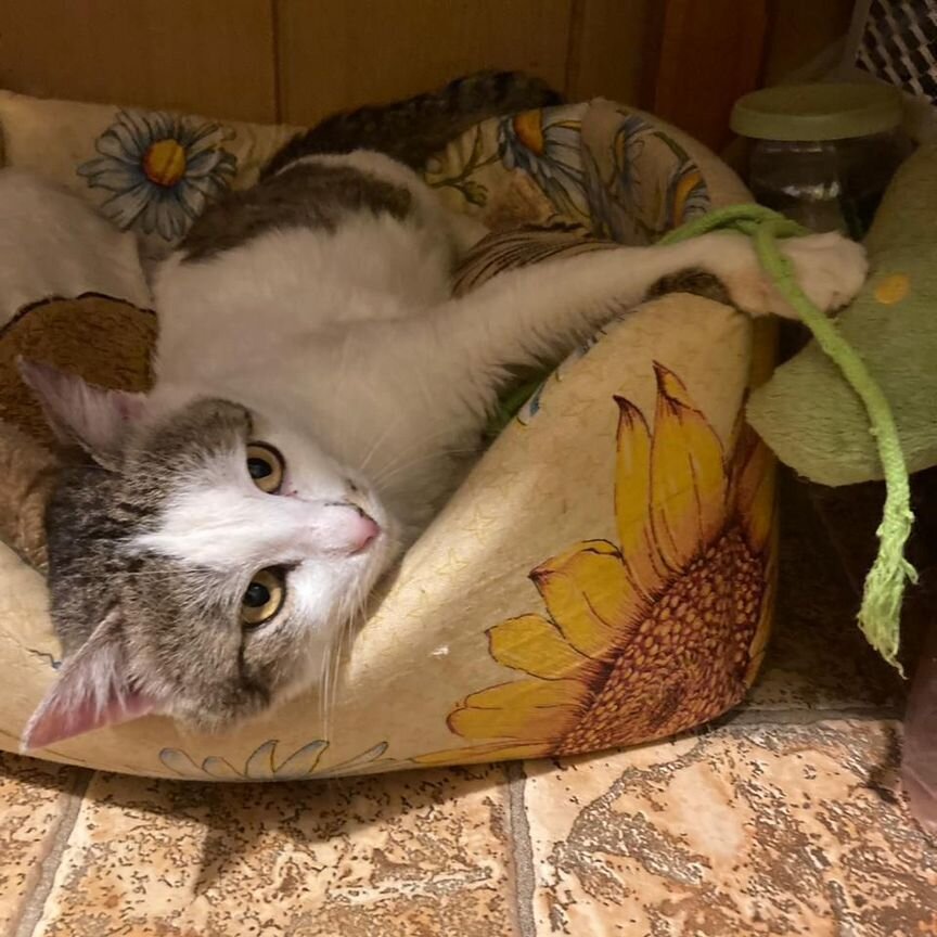 Очень милый котик