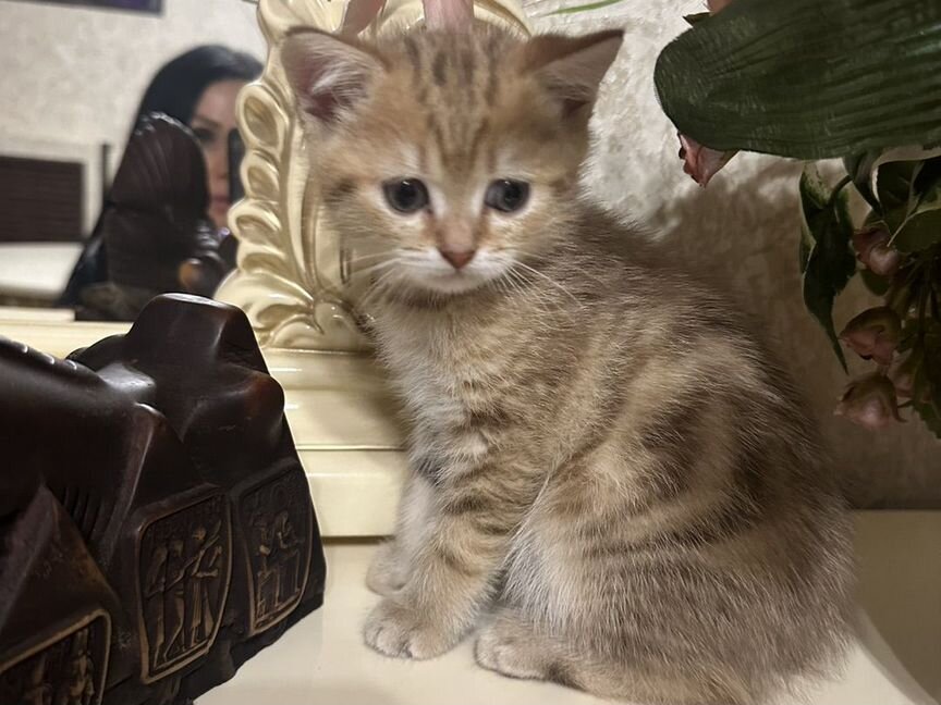 Шотландские золотые шиншиллы котята