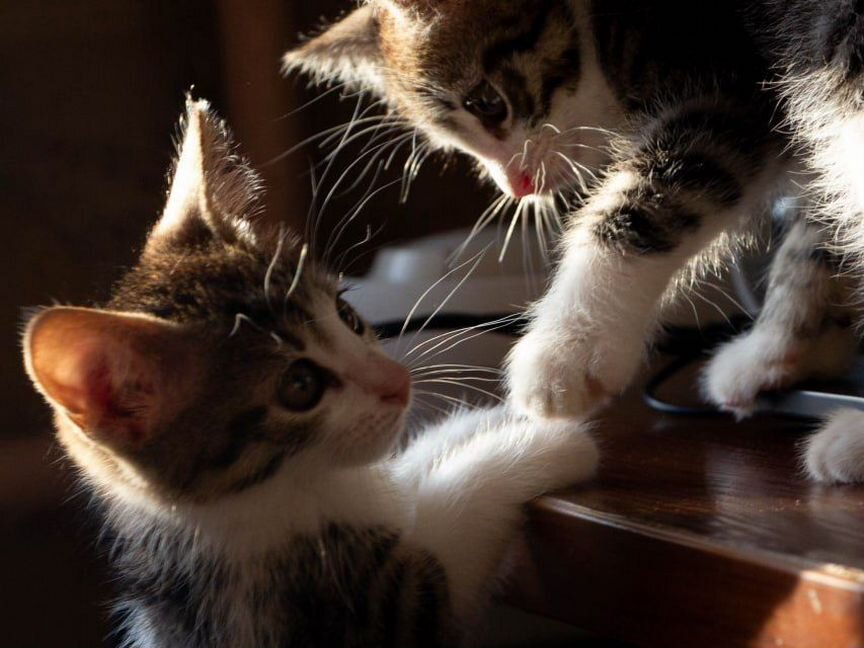 Котёнок девочка бесплатно 2 месяца