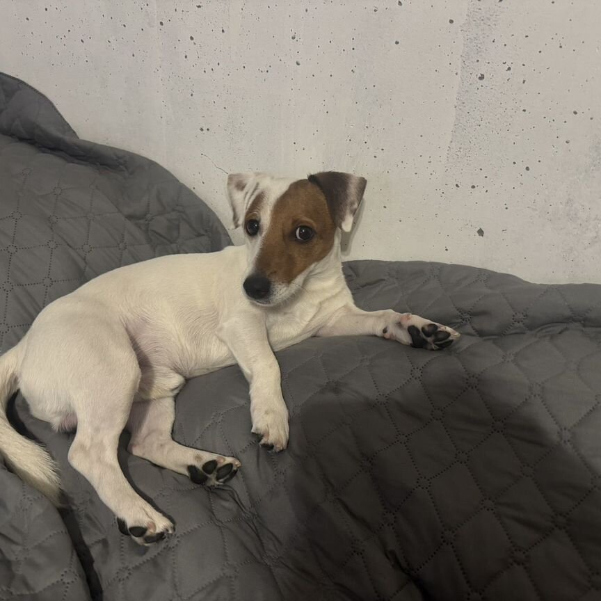 Джек-рассел-терьер, взрослый пёс