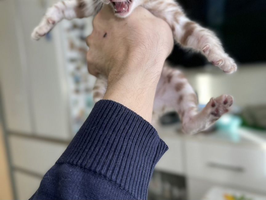 Бенгальские котята