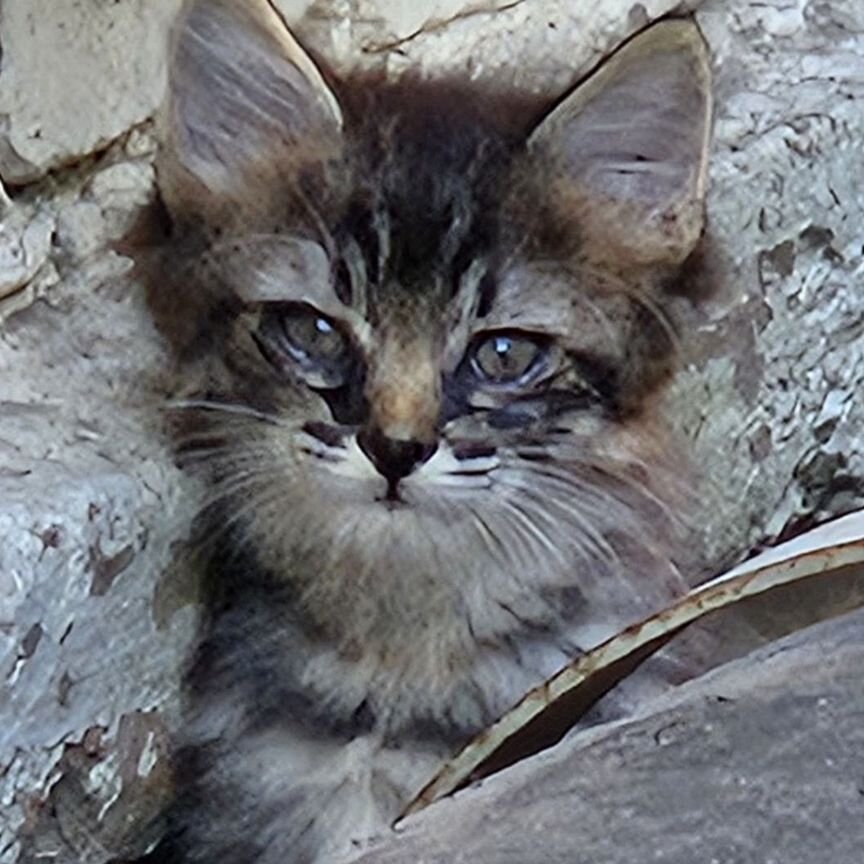 Котенок в беде
