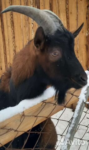 Козочка чешская