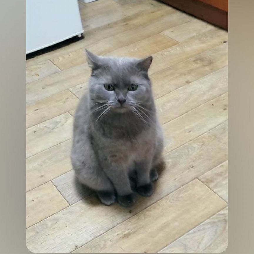 Кошка в дар стерилизованная