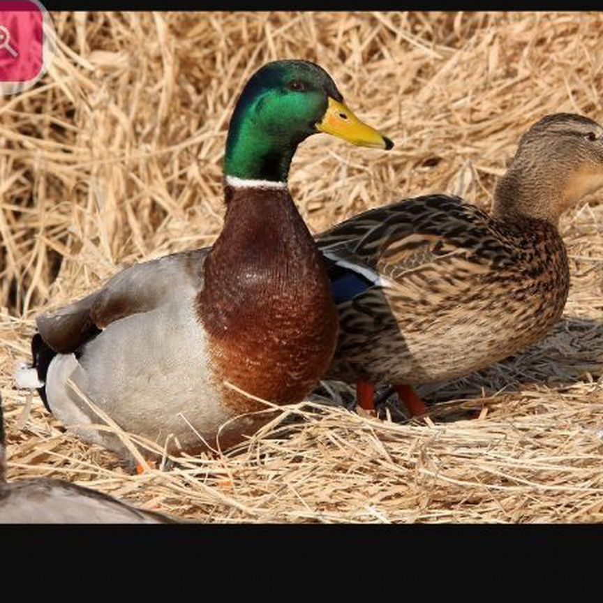 Утки подсадные для охоты