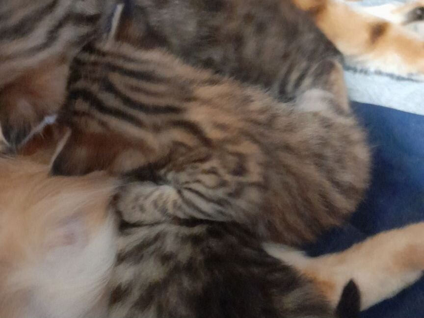 Бенгальские котята