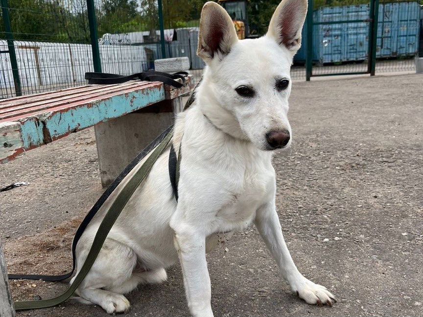 Собака белый сахарок в семью