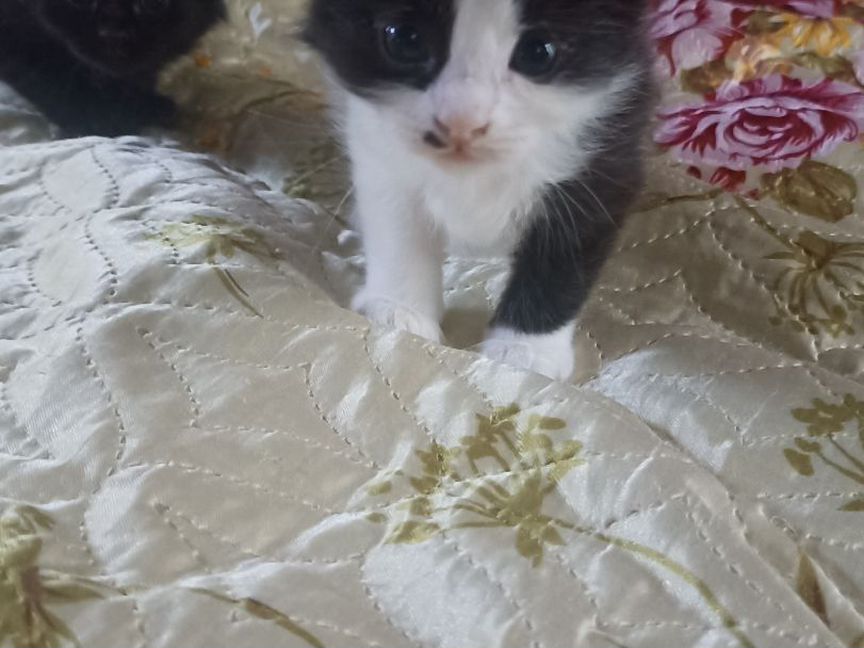 Котята от крысоловки