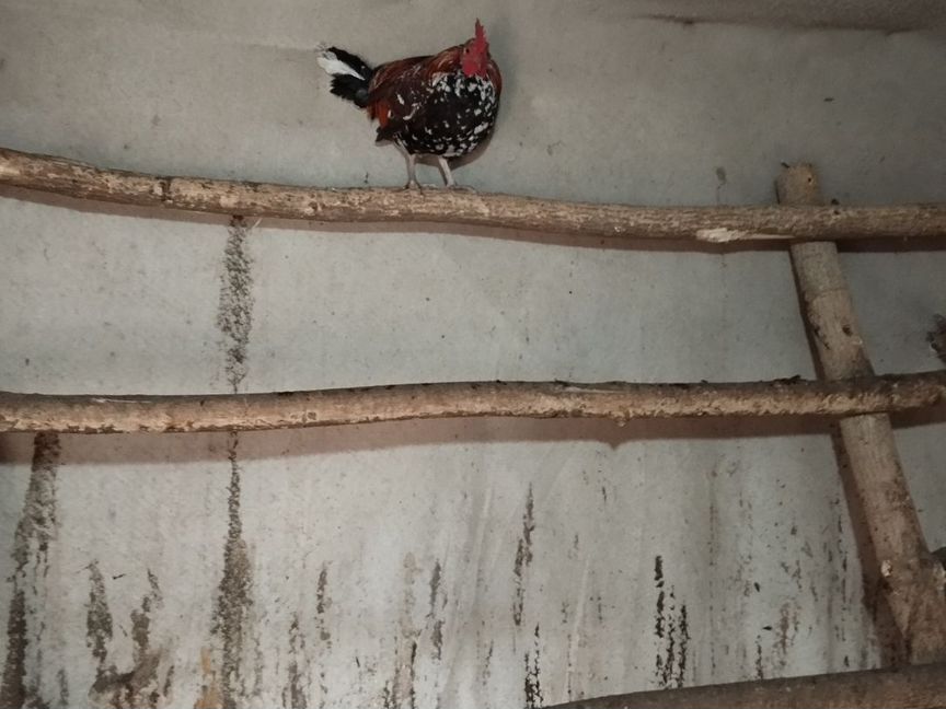 Домашние животные